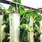 Growing Chives in Hydroponics (without soil) – Bright Agrotech – Medium