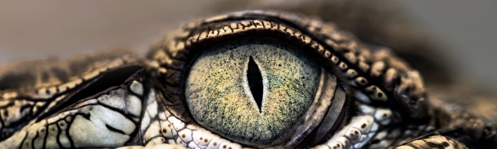 Crocodile Tears – The Haven – Medium