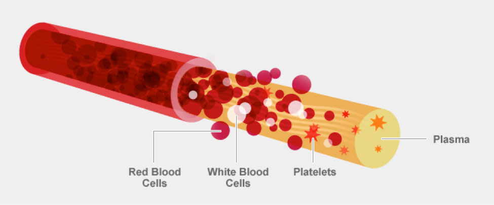 Human Anatomy – The Pulse – Medium