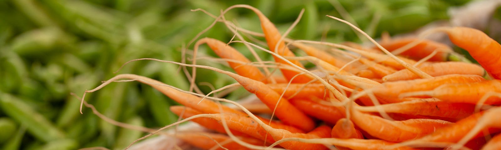 Root Engineering Medium