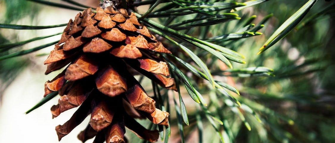 Pinecone – Towards Data Science Pinecone – Towards Data Science