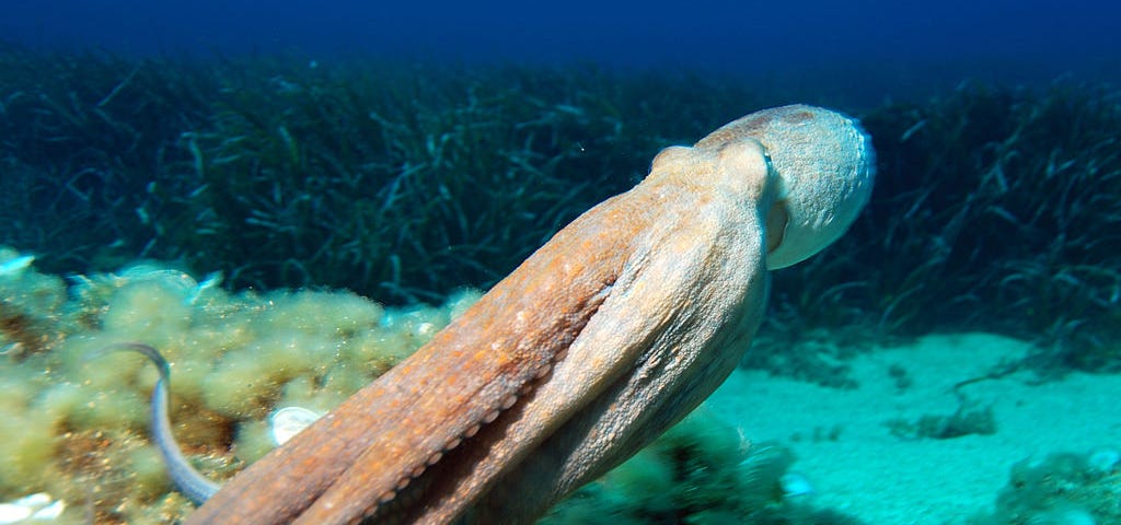 Nautilus – The Cephalopedia – Medium