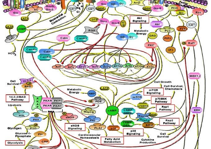 Metabolism – Science and Philosophy – Medium
