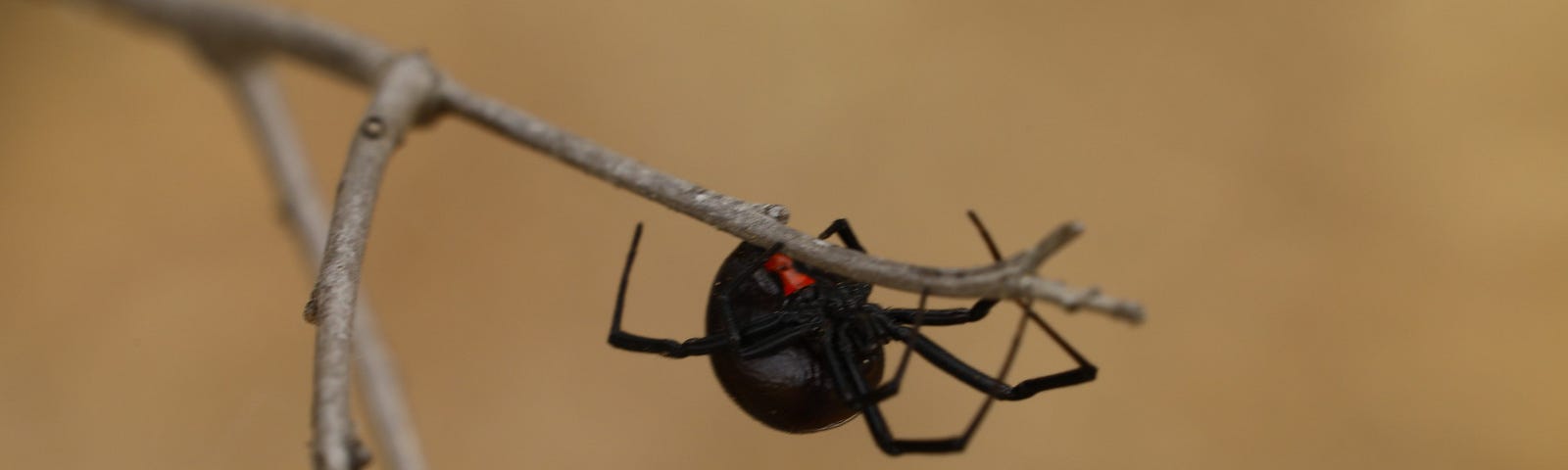 Texas Critters - Medium