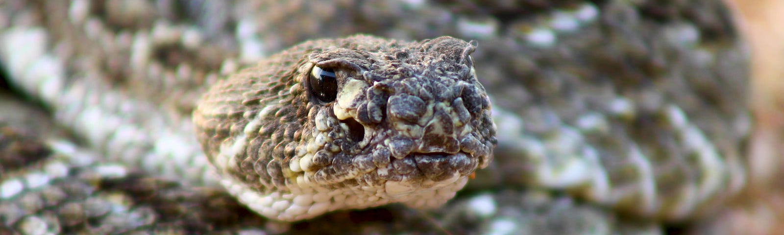 Texas Critters - Medium