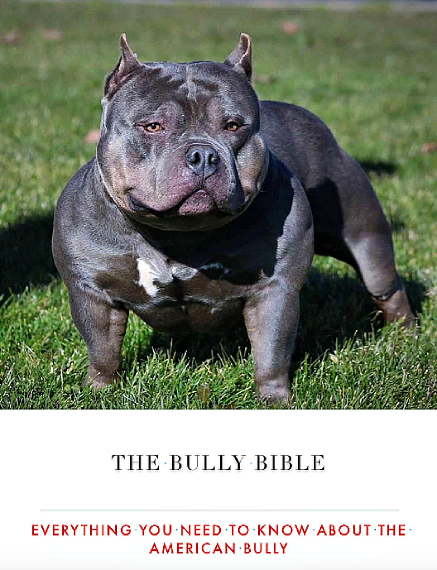 THE BULLY BIBLE: Everything You Need To Know About The American Bully