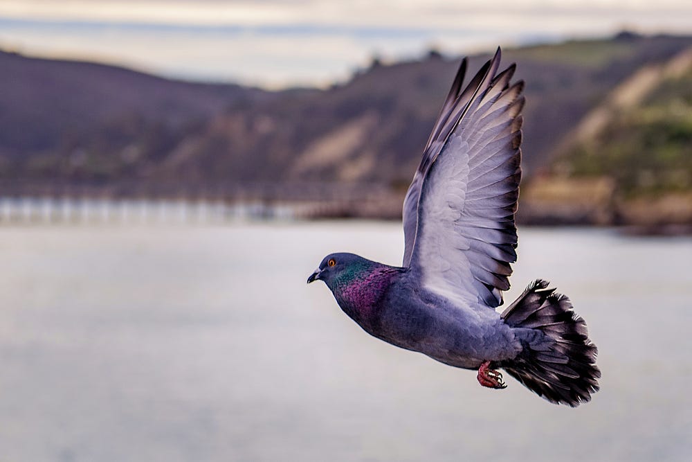 Why A Pigeon Received A Gallantry Award In World War II ...