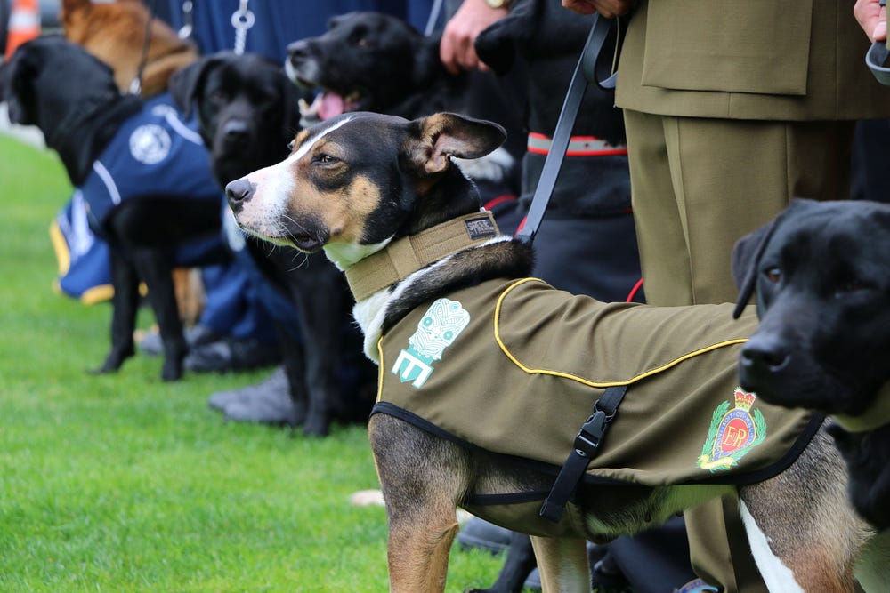 Bok, a defence force dog, with dogs from the Police and Airport ...