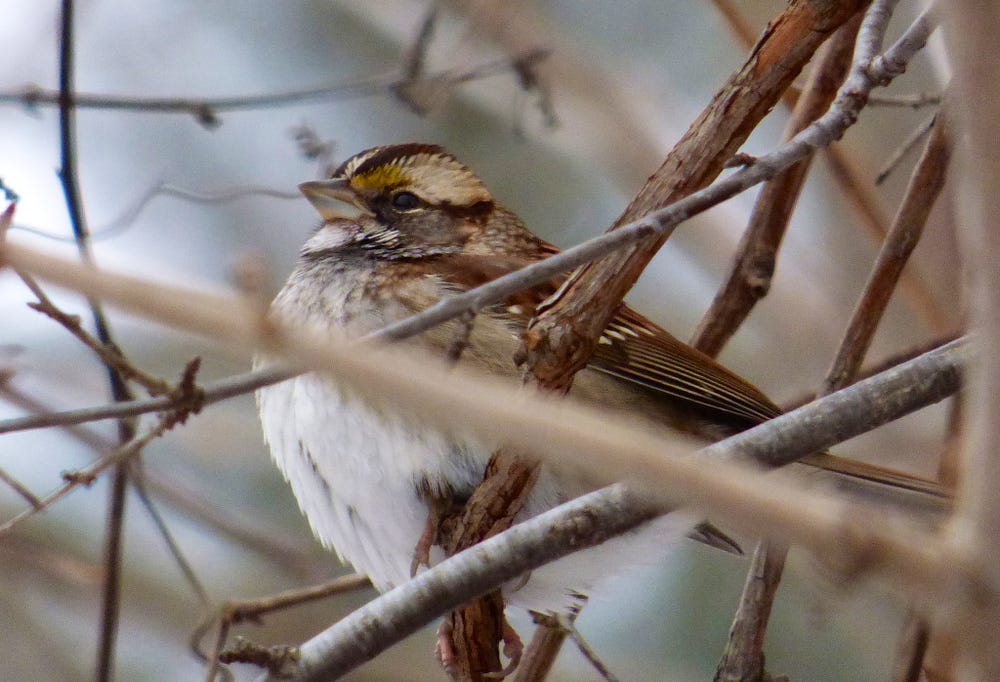 Natural Hamilton in Pictures: Birds – Natural Hamilton in Pictures – Medium