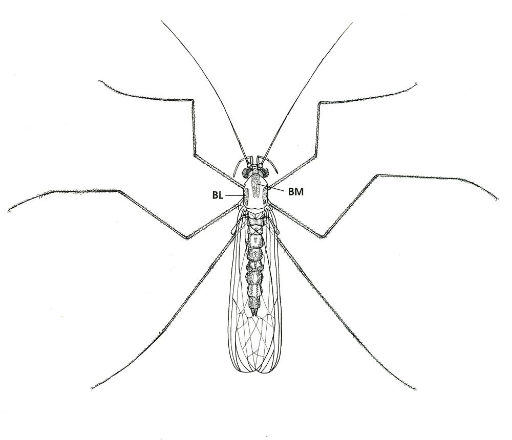 What’s the point of midges — and how do you stop them biting?