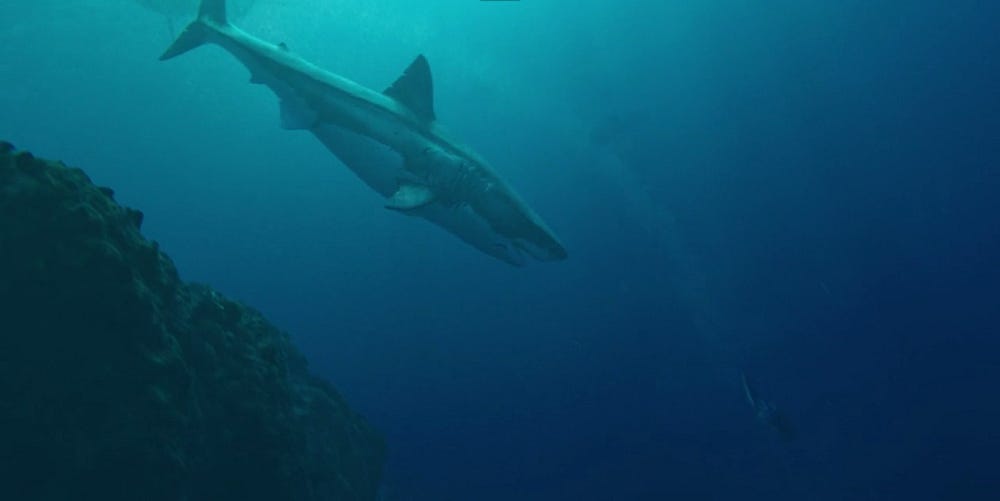 Building a Better Shark: A VFX Breakdown of The Shallows