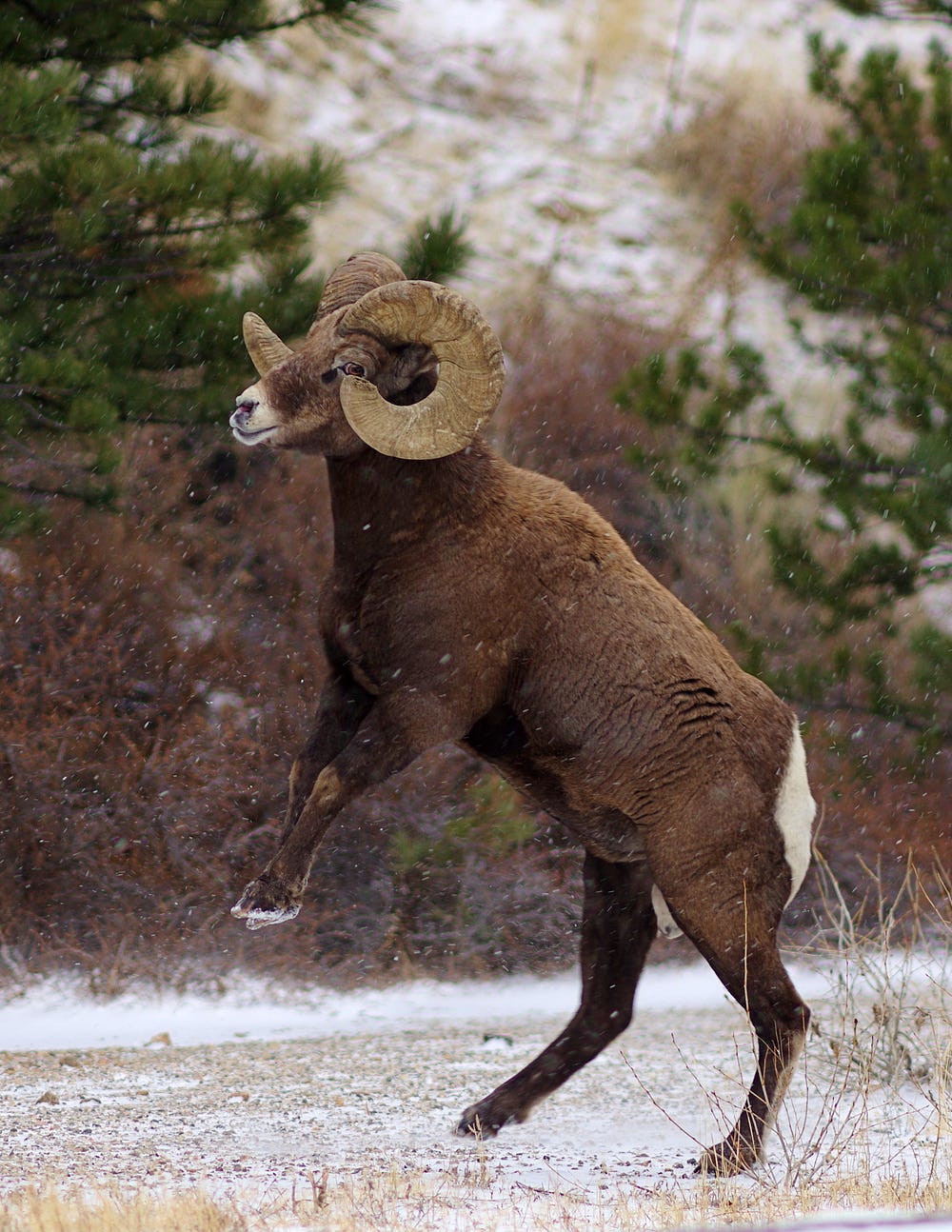 Up-close Look at Battling Bighorn Sheep – Fish and Wildlife Service ...