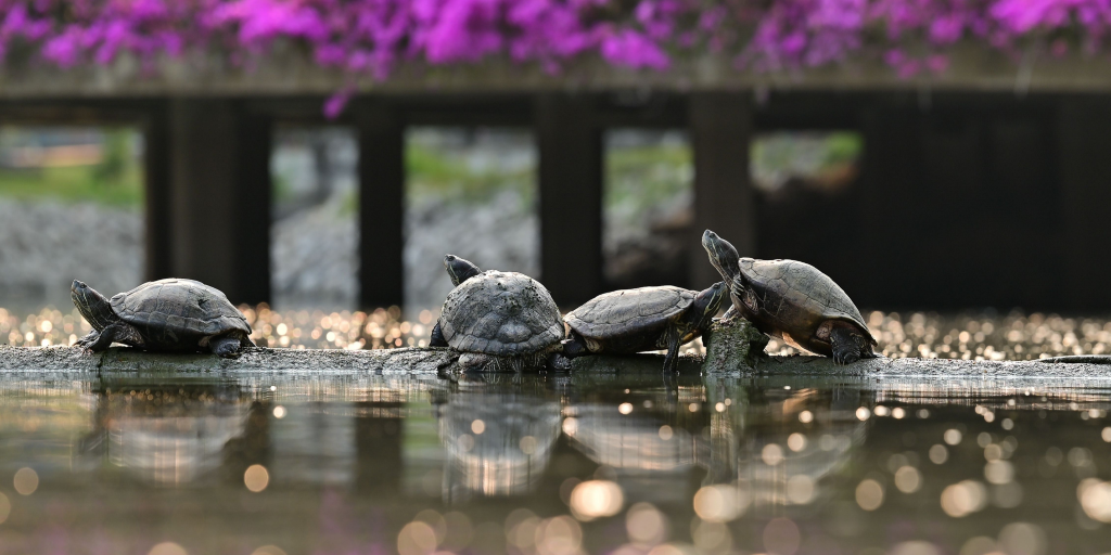 How studying turtles helped me find myself