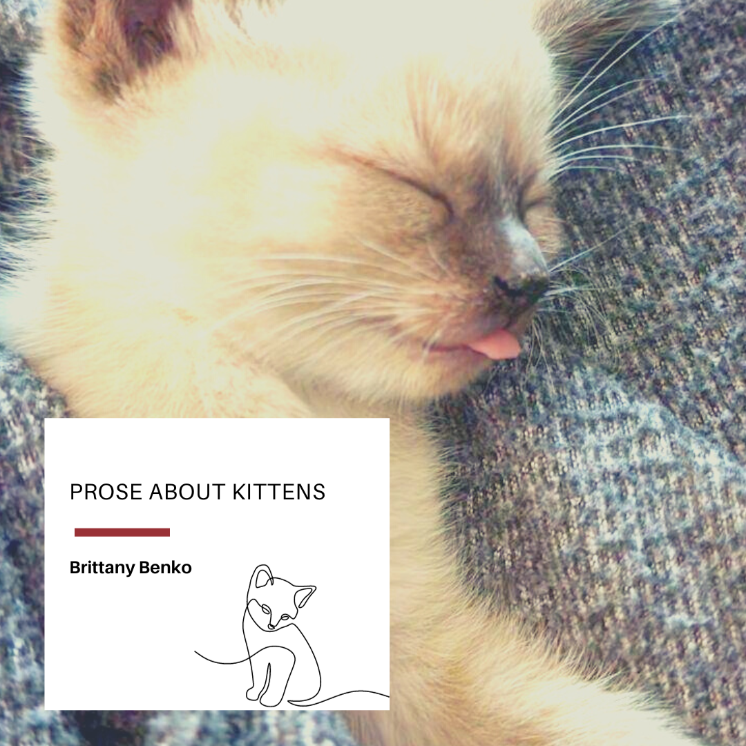 Prose about kittens