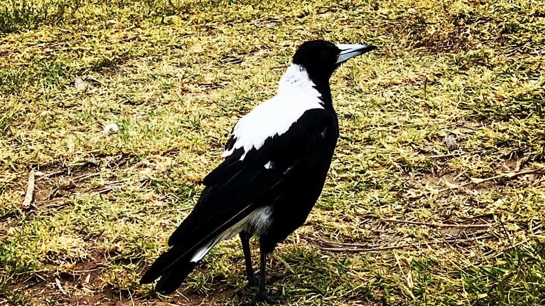The magpies used to greet me as I arrived at the beach shack, and as we ...