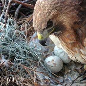 The NYU Hawks’ Eggs Will Not Be Hatching – NYU Local