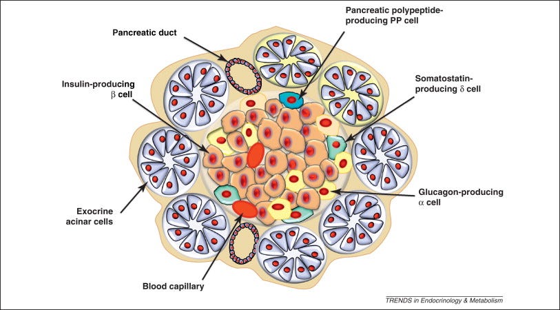 COGS 163 Brainiacs Blog Post 1: Autonomic Nervous System Implications ...