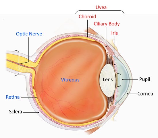 What is the Uvea and What Parts of the Eye are Most Affected by Uveitis?
