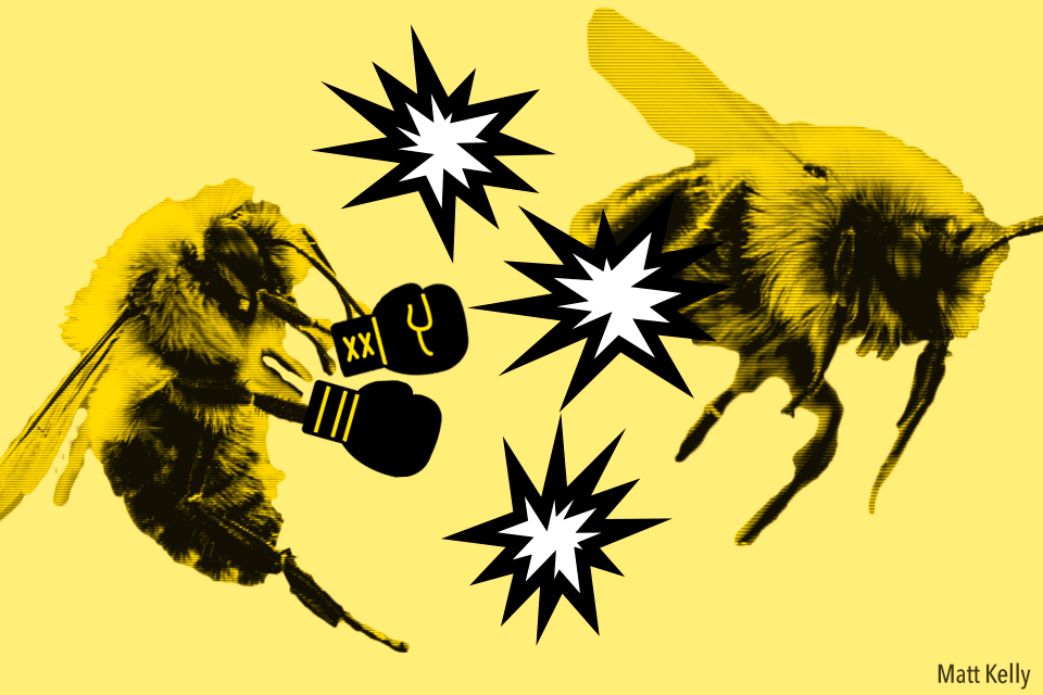 Bees can be aggressive. But it’s a waste of time. – The Bee Report – Medium