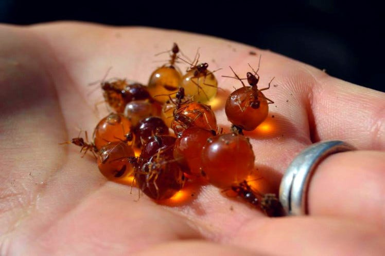 Honey Pot Ant: only insect that uses its body for storage