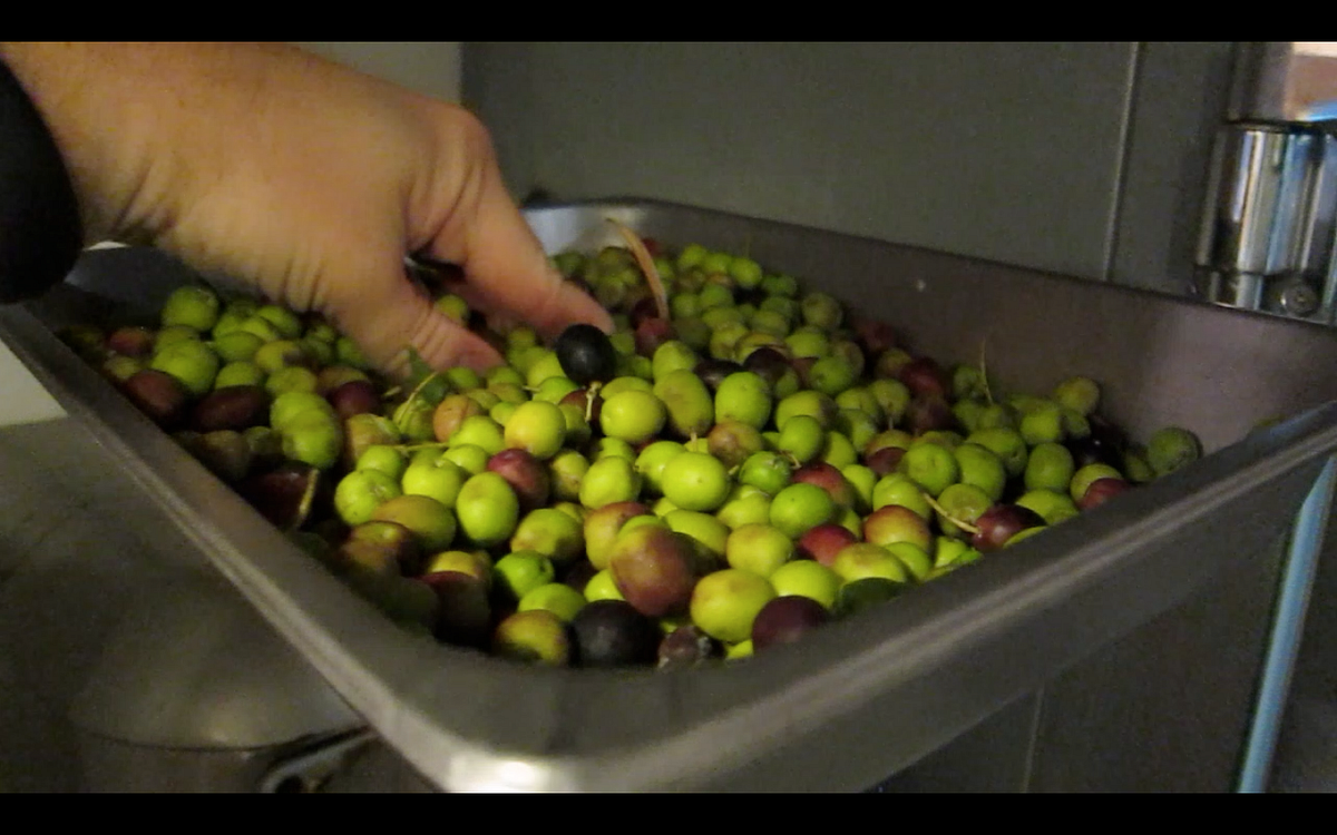 Making Olive Oil – Eat Retreat 2012 – Medium