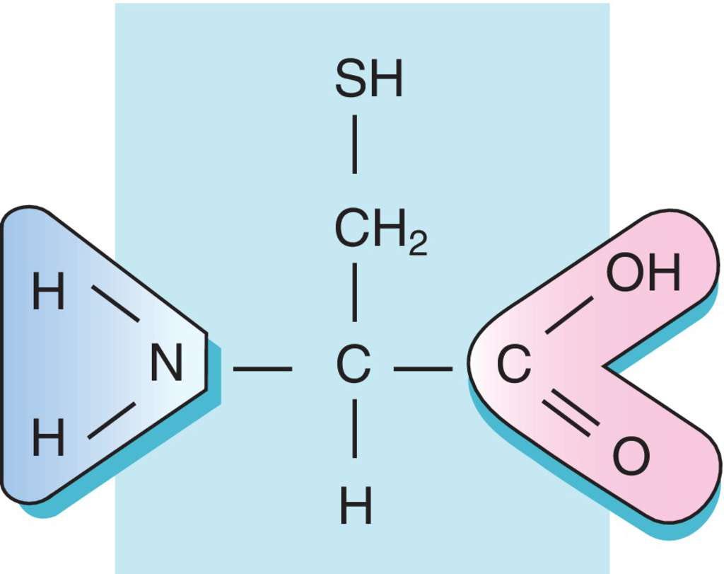 Cysteine Structure