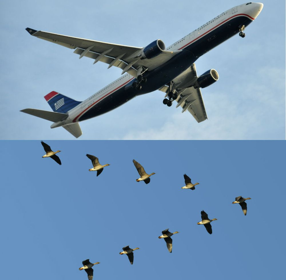 IS IT A BIRD?IS IT A PLANE? BIOMIMICRY IN AIRPLANES