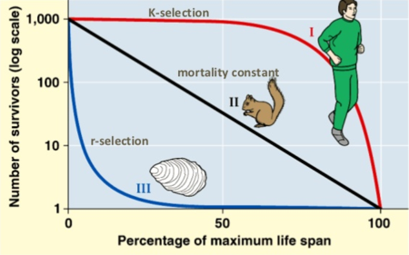 What is a k-selected species? – Emily Casper – Medium