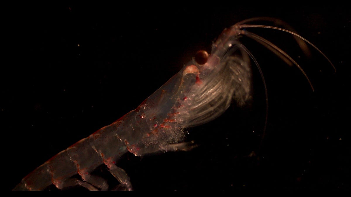 Antarctic Invertebrates are Being Evicted After 20 Million Years