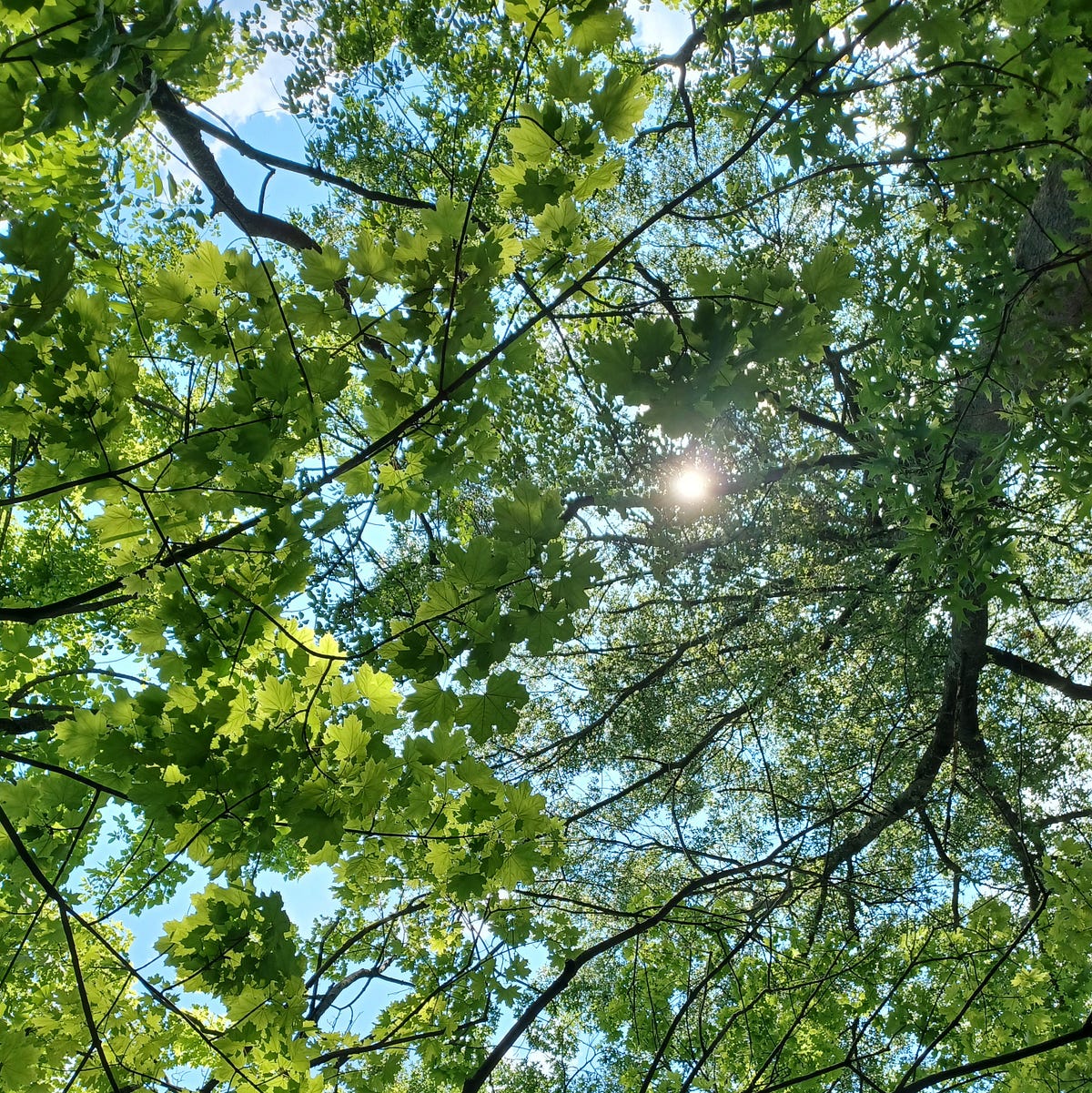 Wilding Mindfulness - Medium