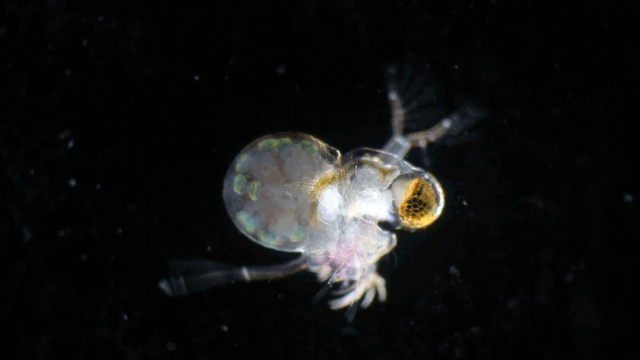 The Phytoplankton Predator – MICROGRAPH STORIES – Medium