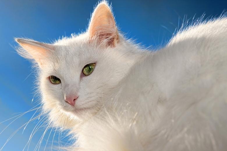 Happy Meow – Medium
