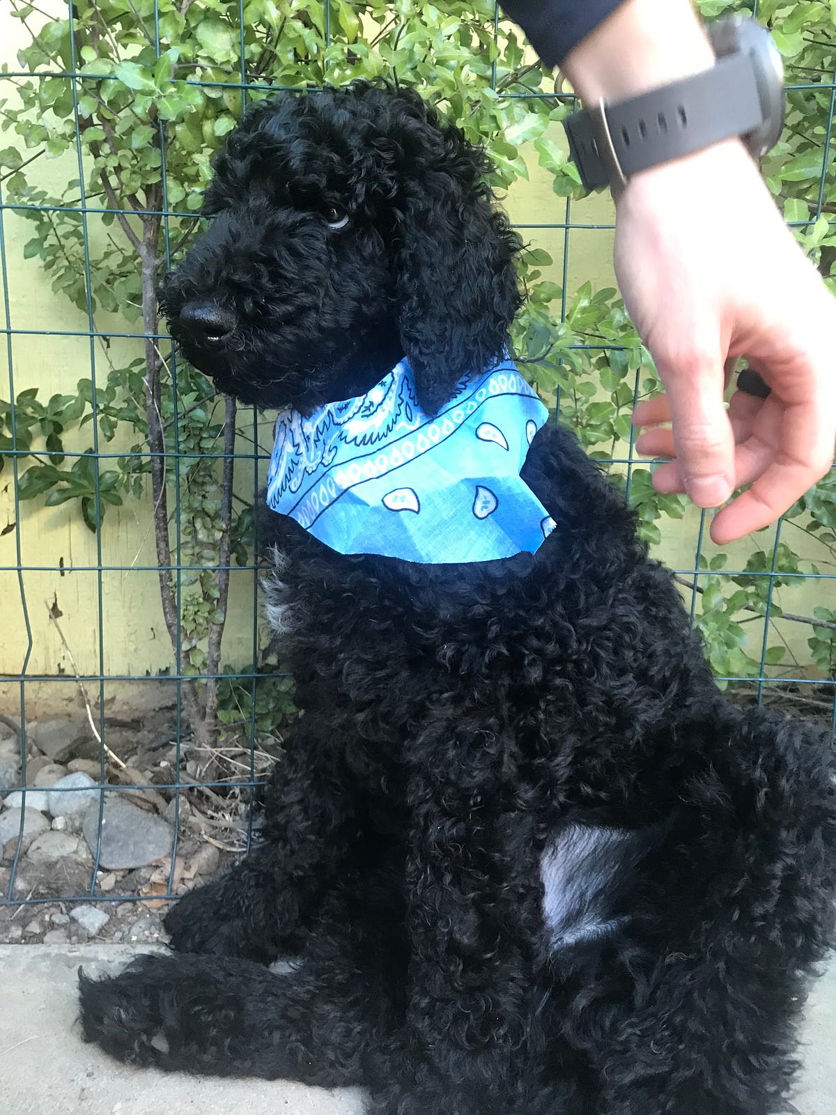 All you ever wanted to know about poodles – Samantha Weald – Medium