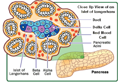COGS 163 Brainiacs Blog Post 1: Autonomic Nervous System Implications ...