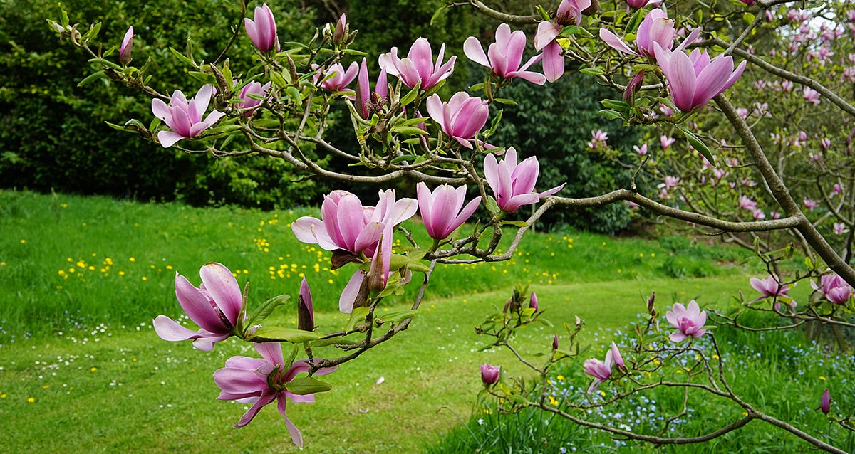 Midwest Magnolia - Medium