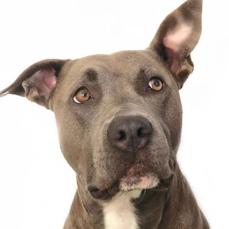 Canine Behavior and Training – Medium