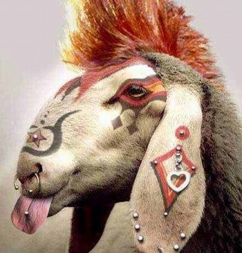 The Goats Mohawk - Medium