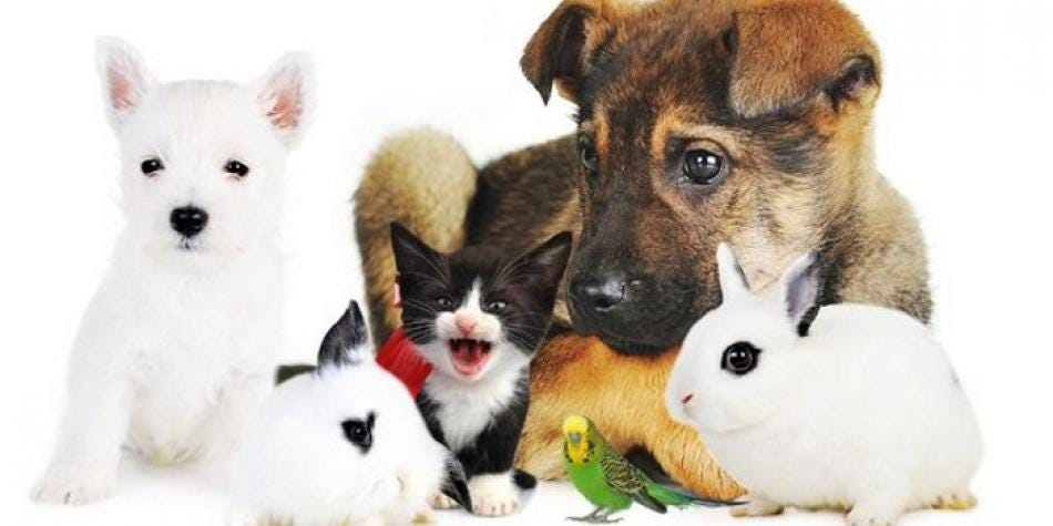 AMOR A LAS MASCOTAS – Medium