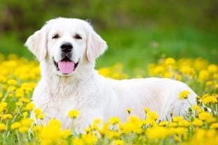 Animals Tones By Ringtonesyou - Medium