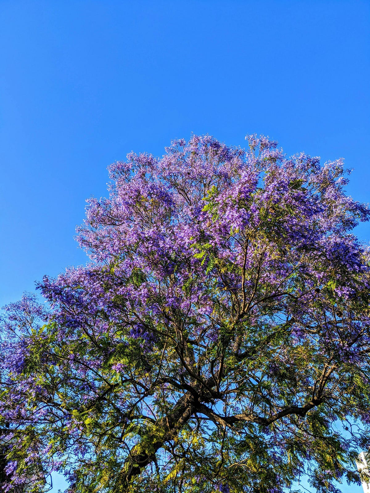 Under the Jacaranda Tree - Medium