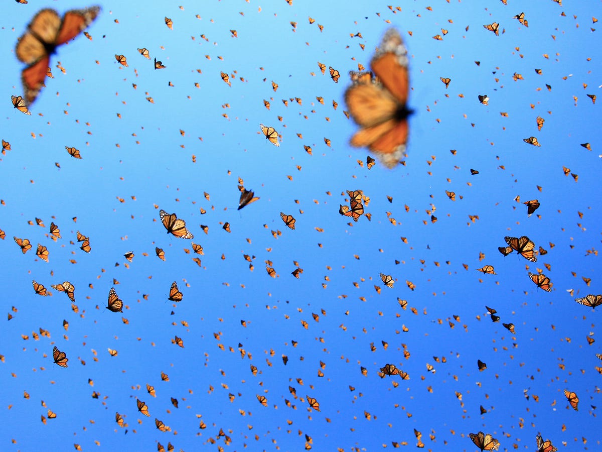 The Movement of Movements - Medium