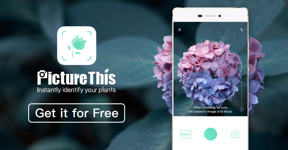 Coders Corner PictureThis Is An App That Will Help You Identify Plant Life