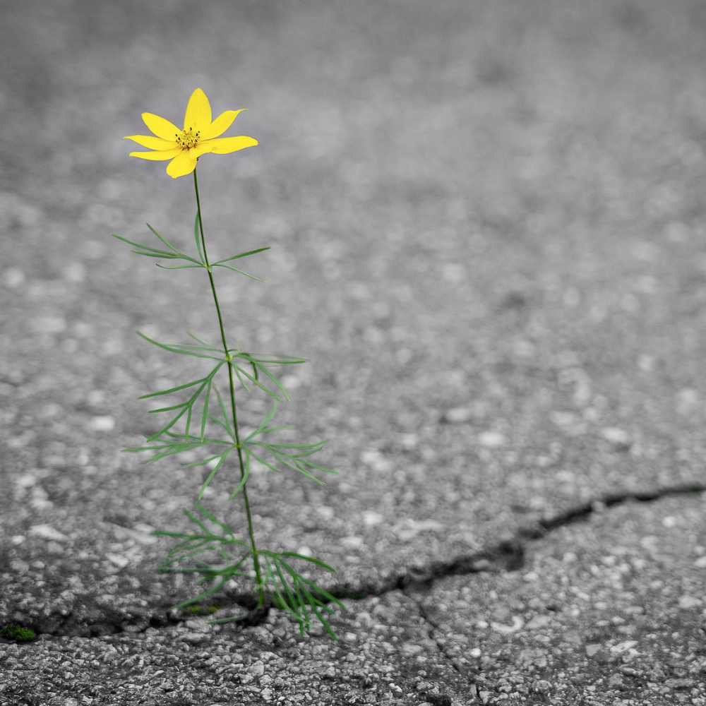 Life on Poisoned Land - Medium