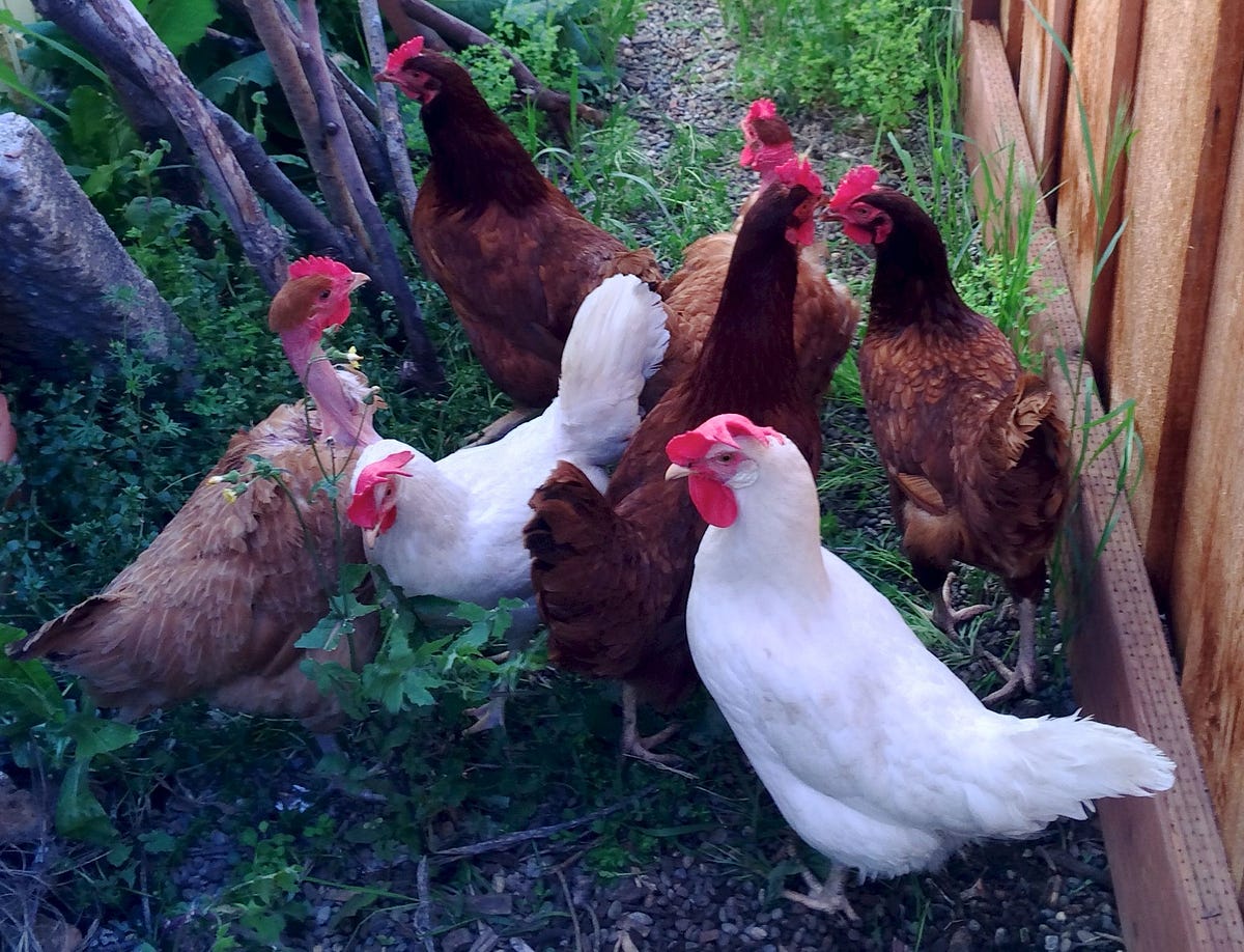 A Guide to Raising Chickens for Busy People – George J Lee – Medium