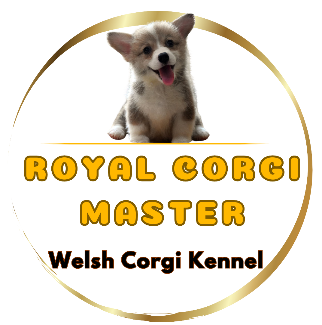 Royal Corgi Master - Medium