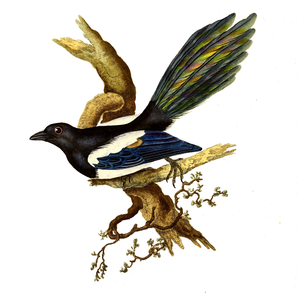 The Magpie’s Nest - Medium