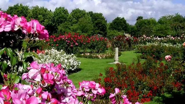 Municipal Rose Garden, San Jose – Travessi @ Travelplus.ai