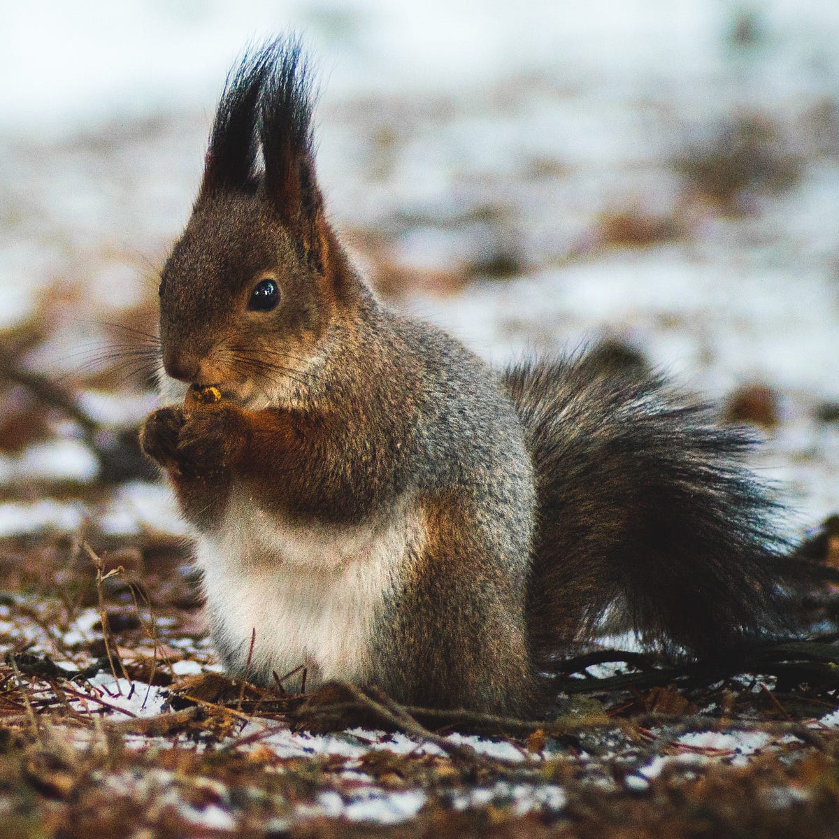 The Mindful Squirrel - Medium