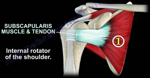 Subscapularis Tendon Rupture – Nabil Ebraheim – Medium