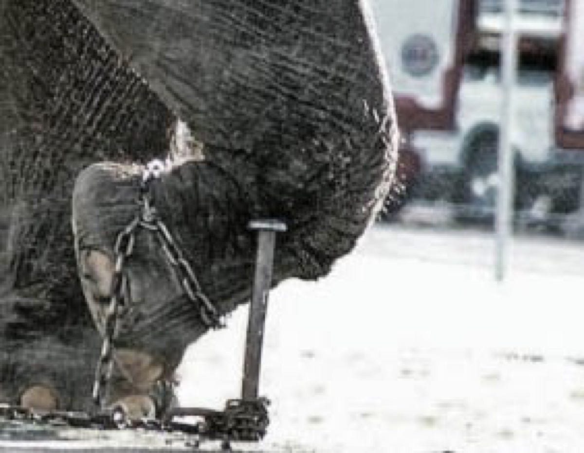 The chained elephant… – Sandy Bellot – Medium